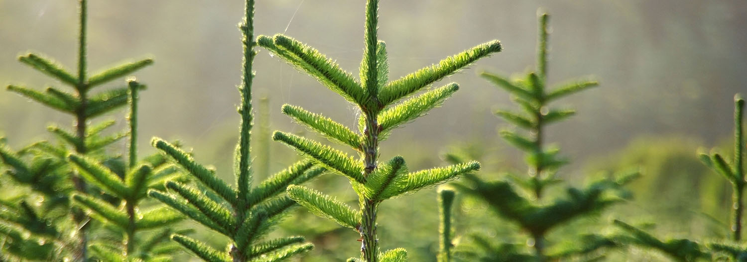 Gran - beställ dina granplantor från Svenska Skogsplantor